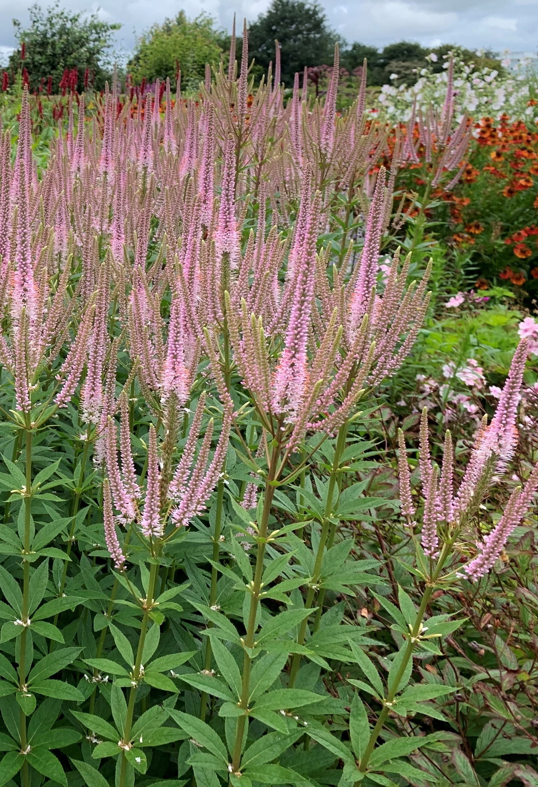 Perennial varieties | Future Plants