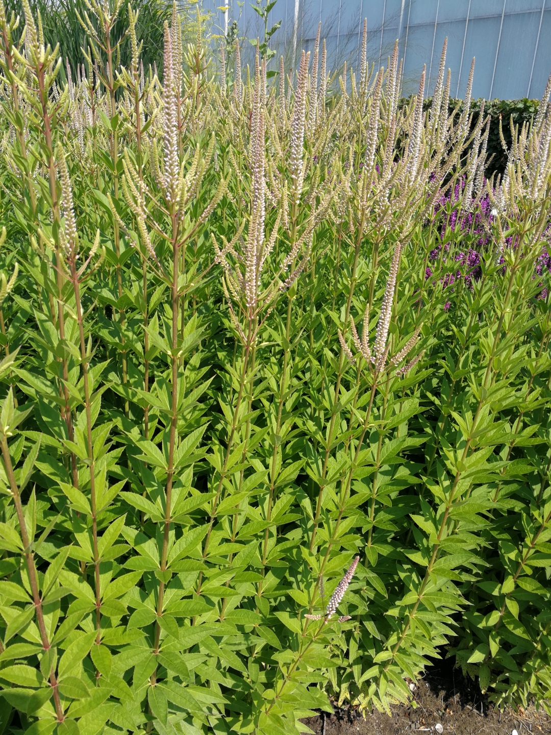 Perennial varieties | Future Plants