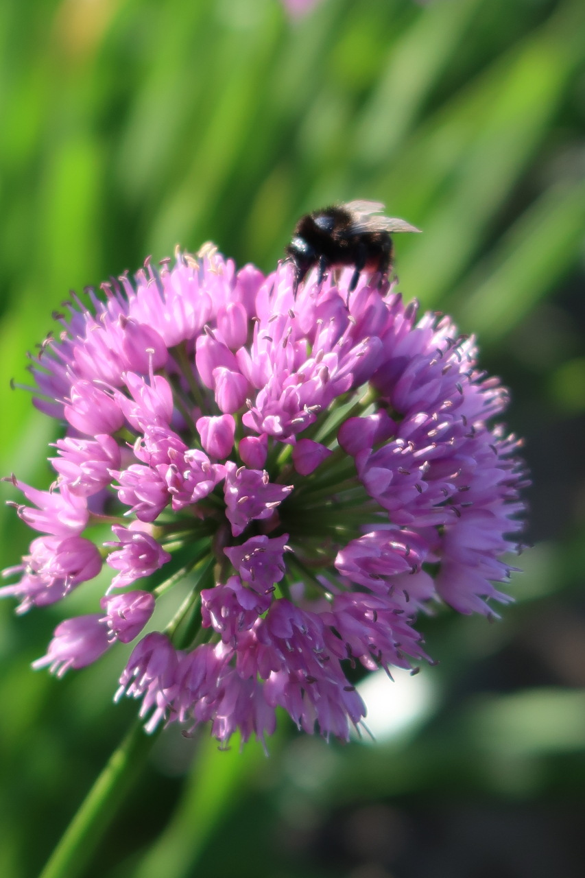Perennial varieties | Future Plants