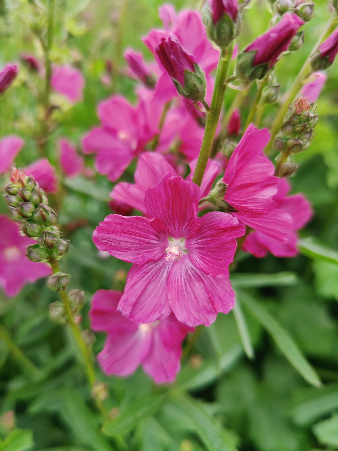 Perennial varieties | Future Plants
