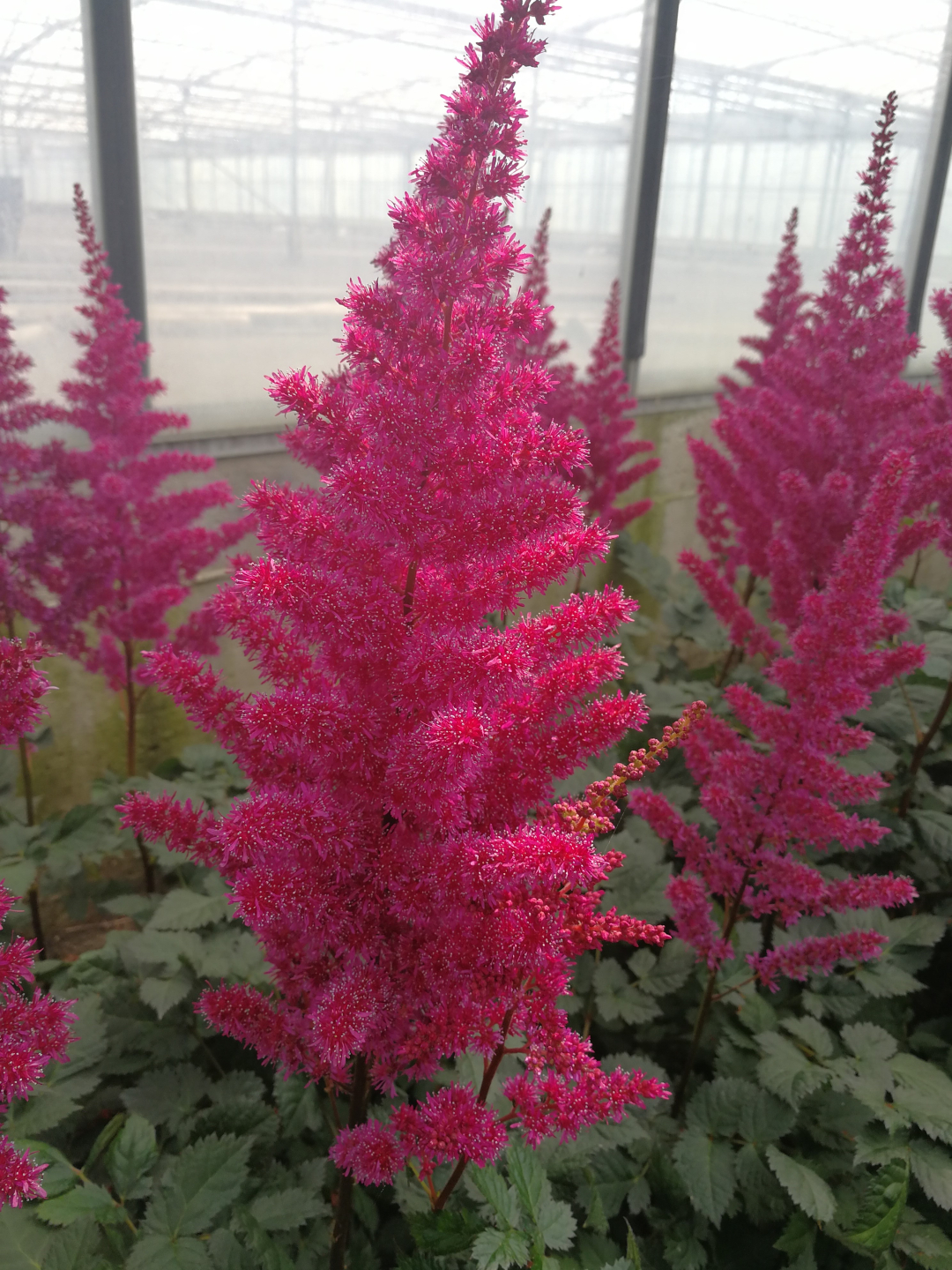 Perennial varieties | Future Plants