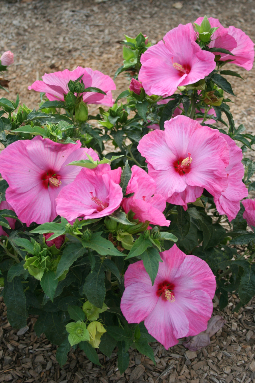Perennial varieties | Future Plants