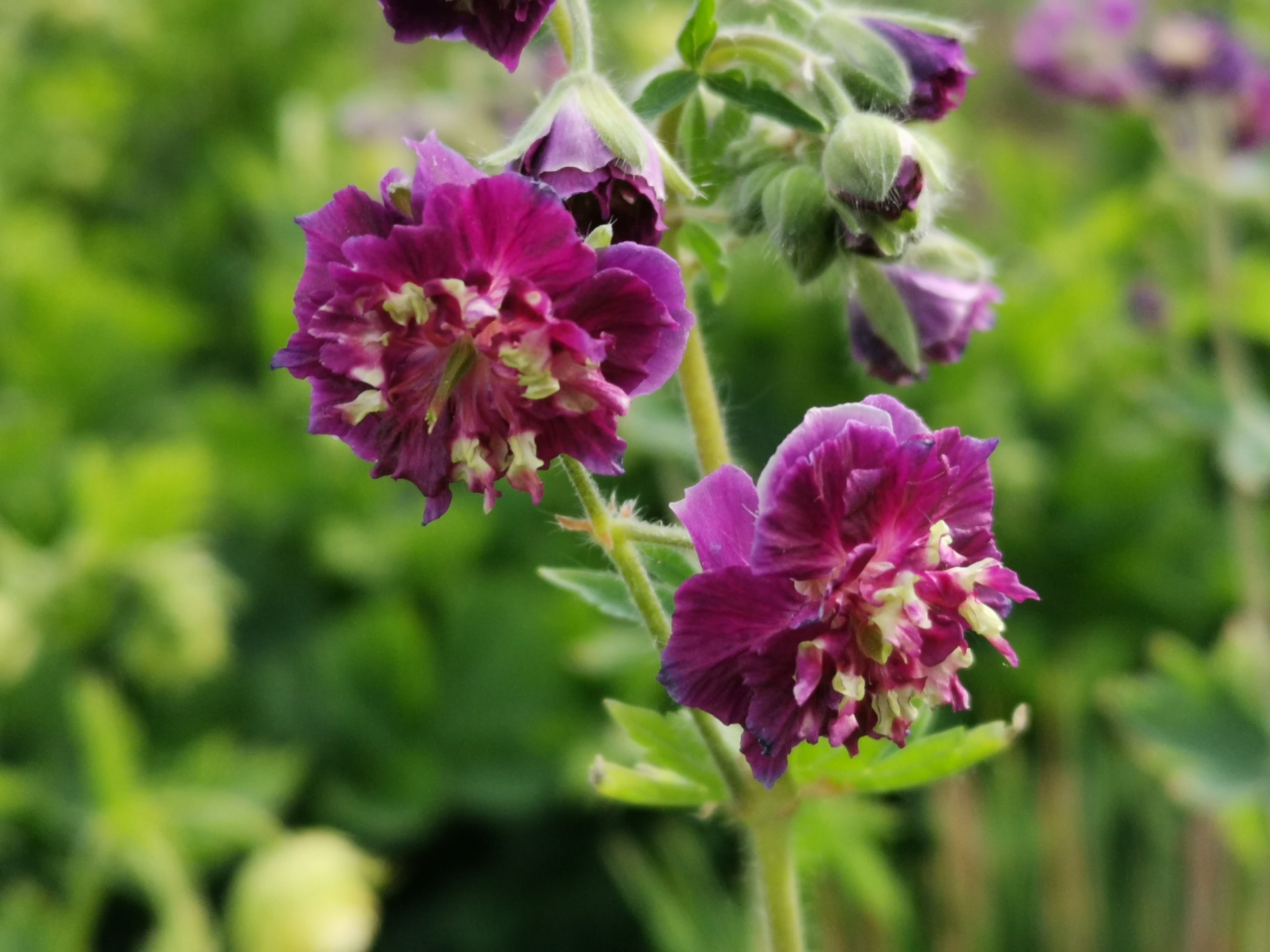 Perennial varieties | Future Plants