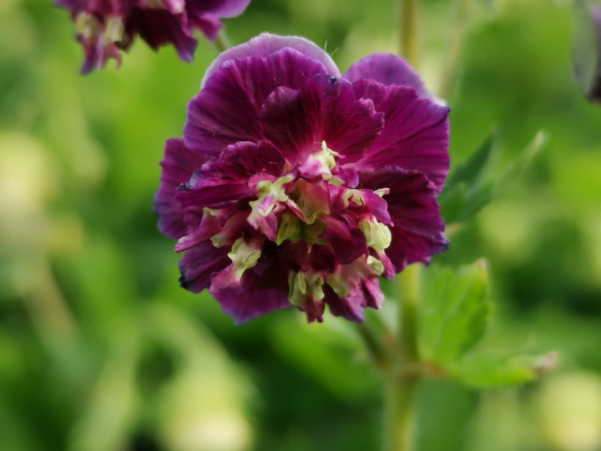 Perennial varieties | Future Plants