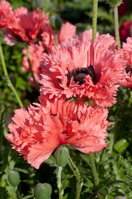 Perennial varieties | Future Plants