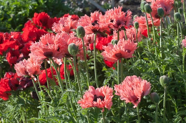 Perennial varieties | Future Plants