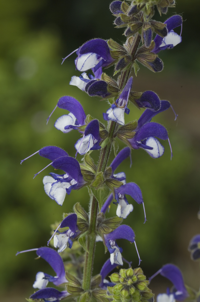 Perennial varieties | Future Plants