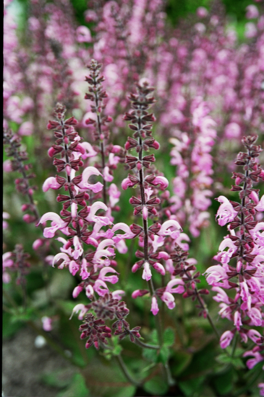 Perennial varieties | Future Plants