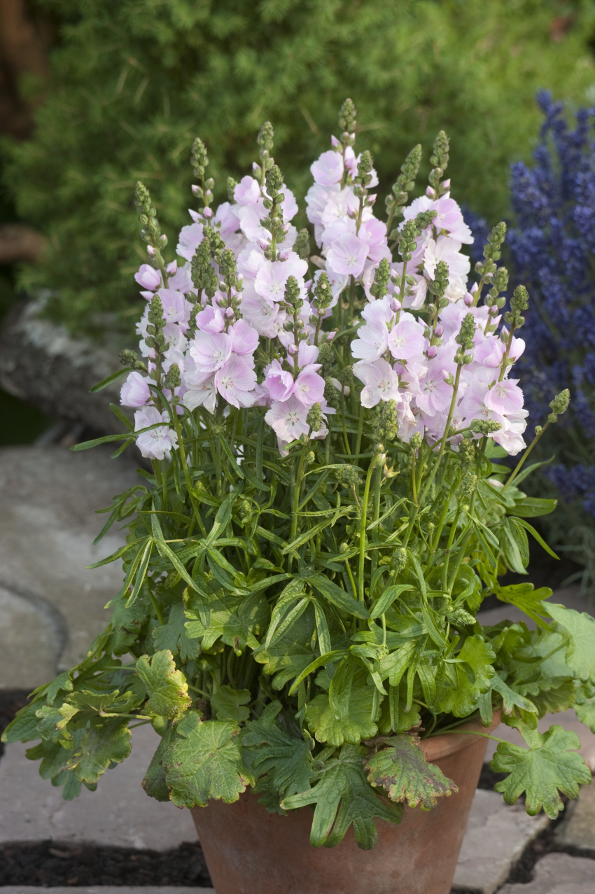 Perennial varieties | Future Plants