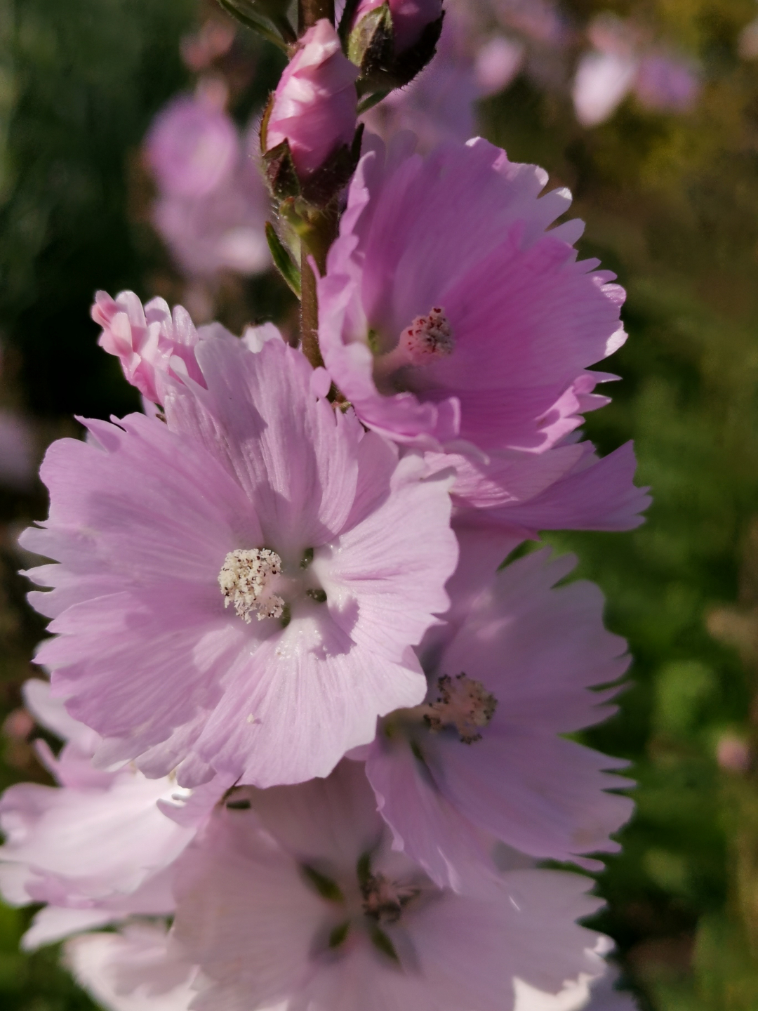 Perennial varieties | Future Plants