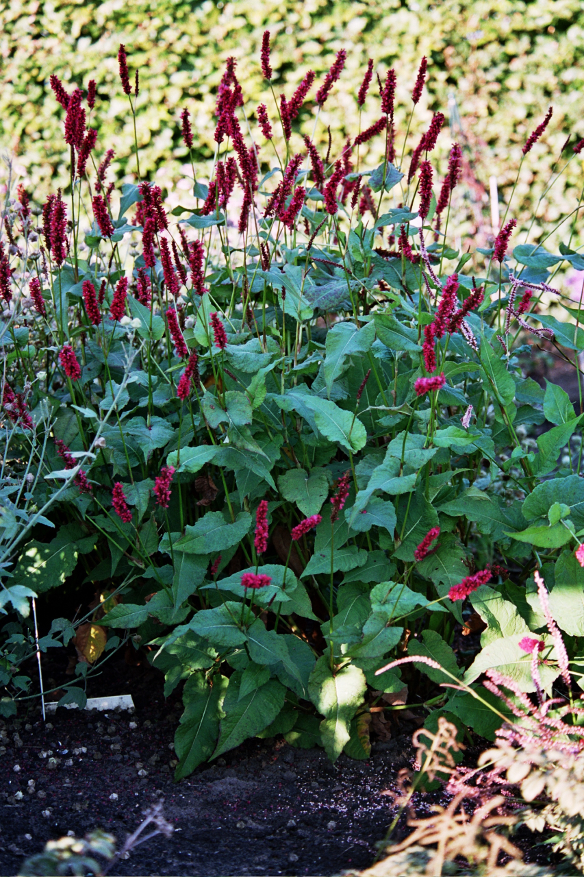 Perennial varieties | Future Plants