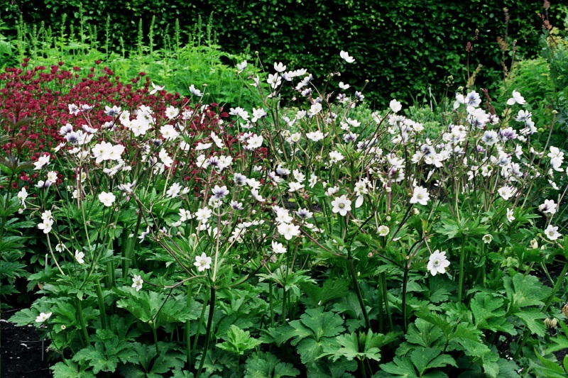 Perennial varieties | Future Plants