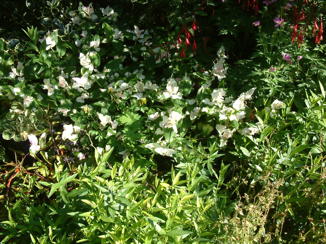 Perennial varieties | Future Plants