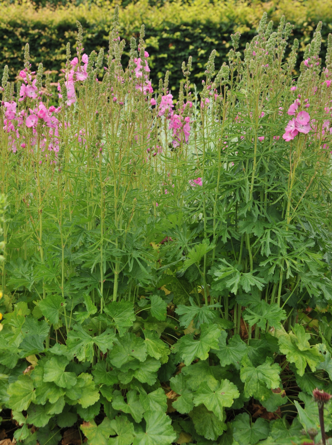 Perennial varieties | Future Plants