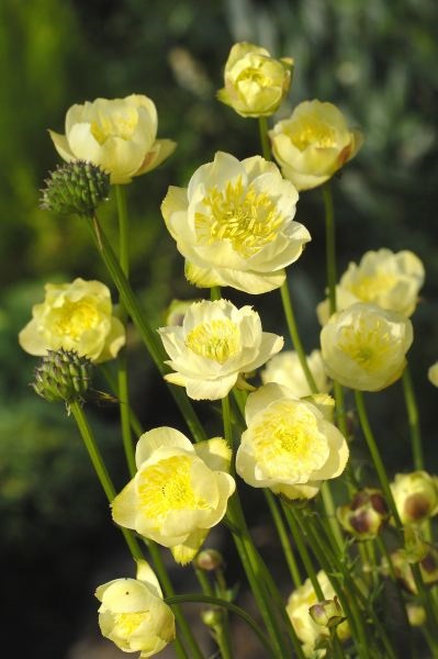 Perennial varieties | Future Plants