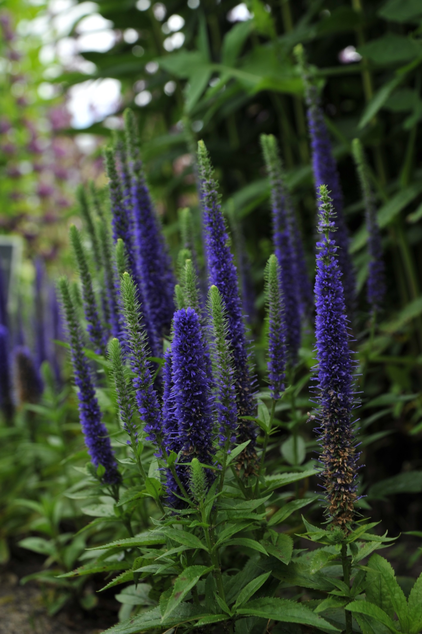 Perennial varieties | Future Plants