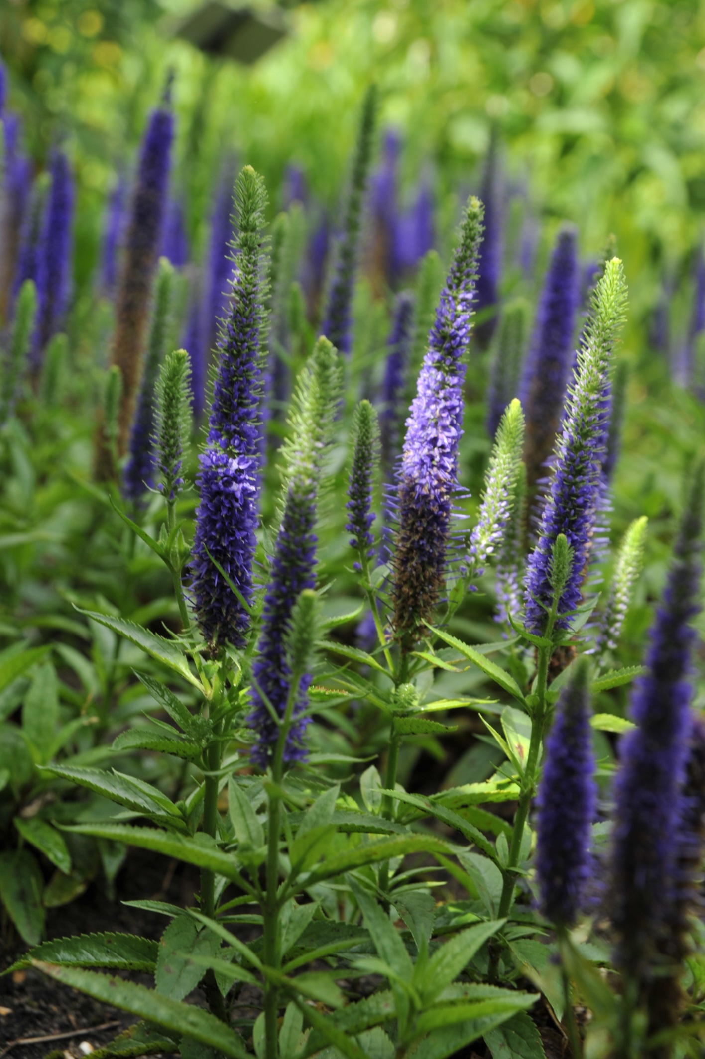 Perennial varieties | Future Plants