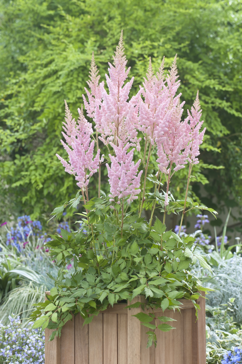 Perennial varieties | Future Plants