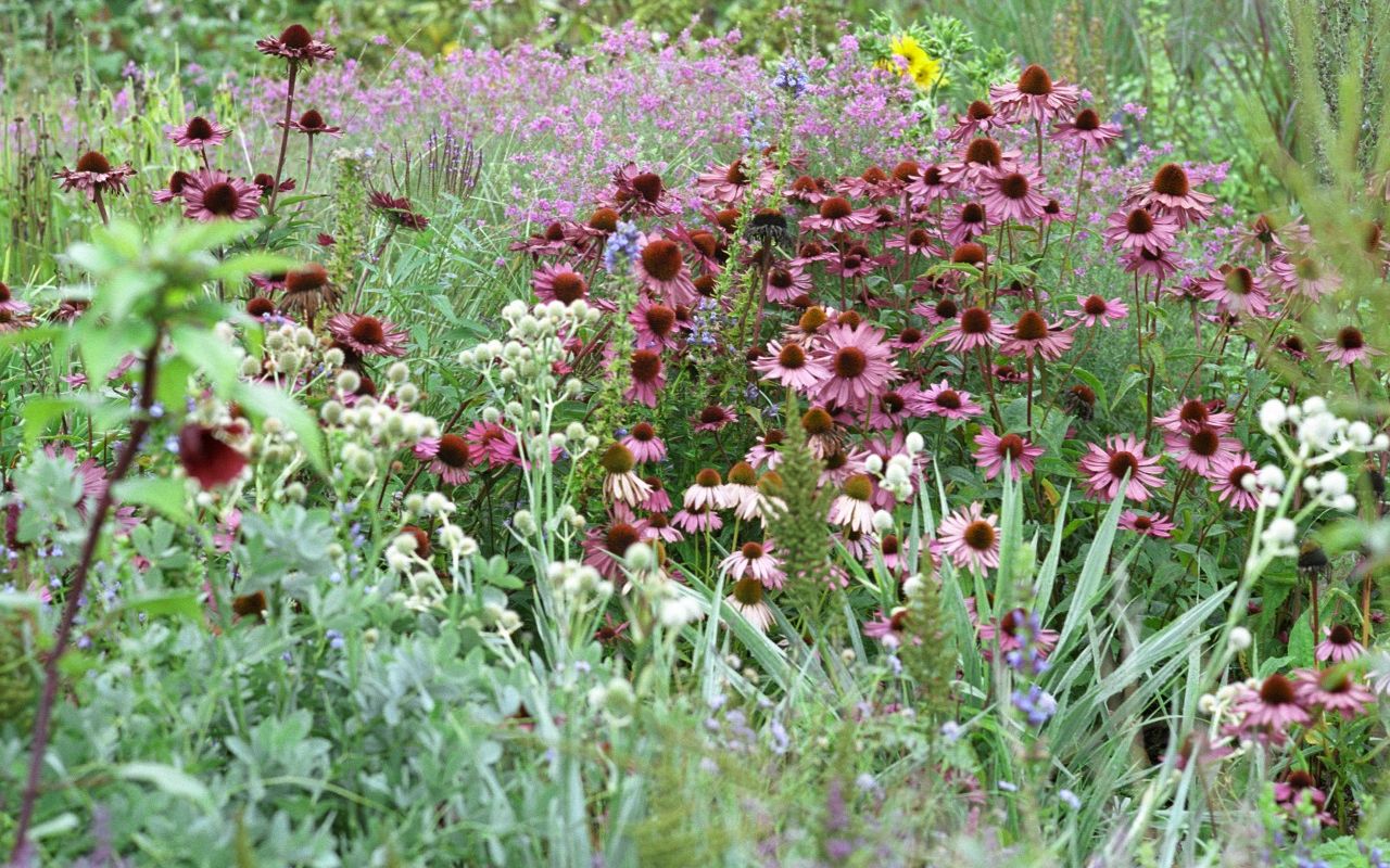 History | Future Plants