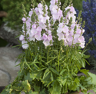 Perennial varieties | Future Plants