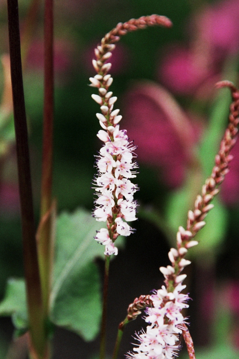 Perennial varieties | Future Plants