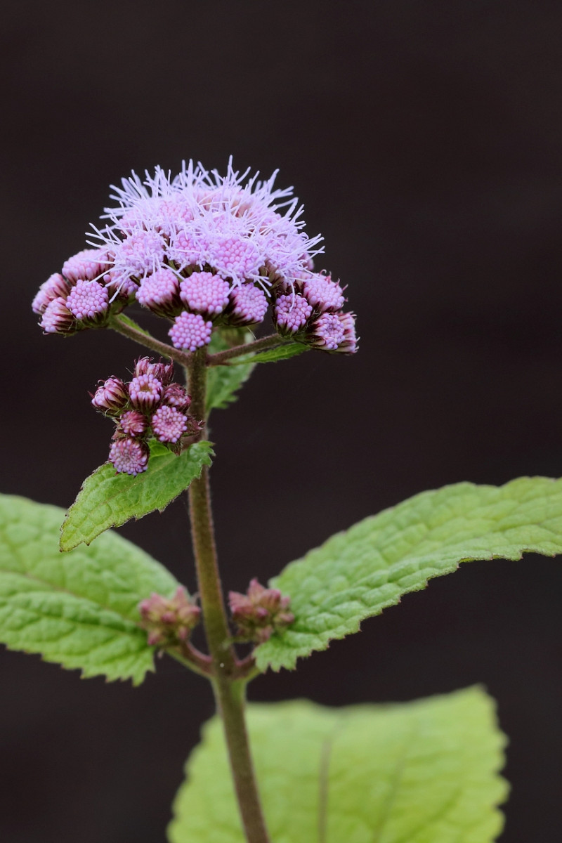 Perennial varieties | Future Plants
