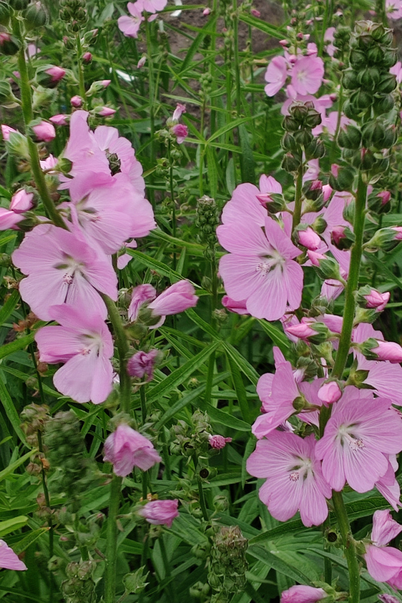 Perennial varieties | Future Plants