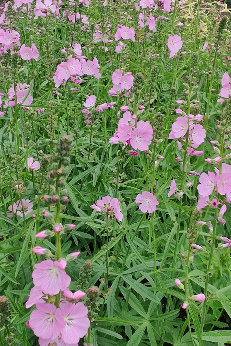 Perennial varieties | Future Plants