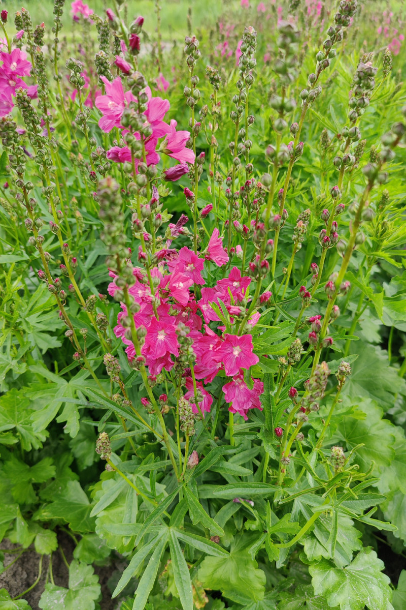 Perennial varieties | Future Plants