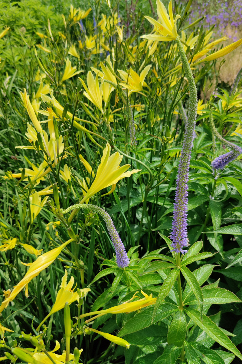 Perennial varieties | Future Plants