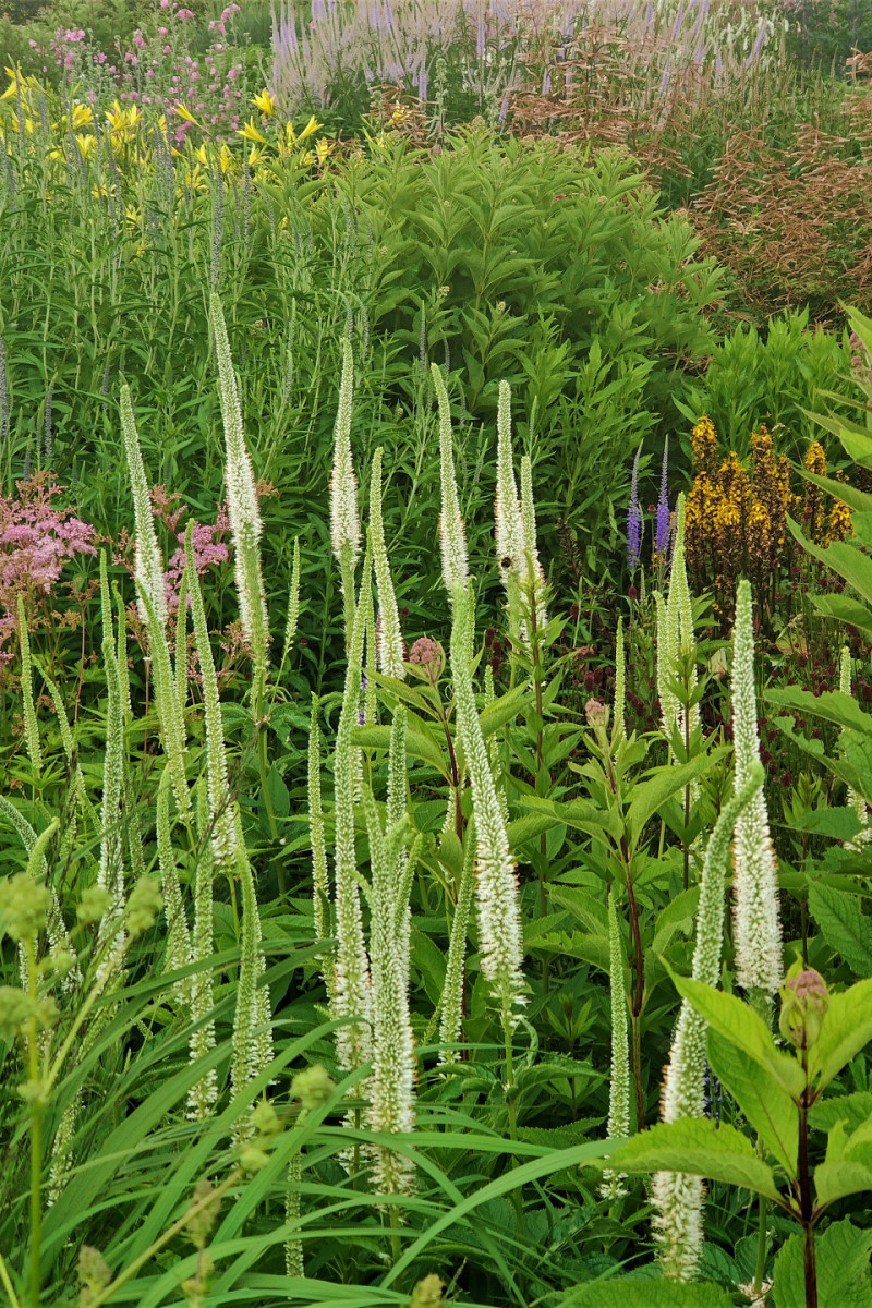 Perennial varieties | Future Plants