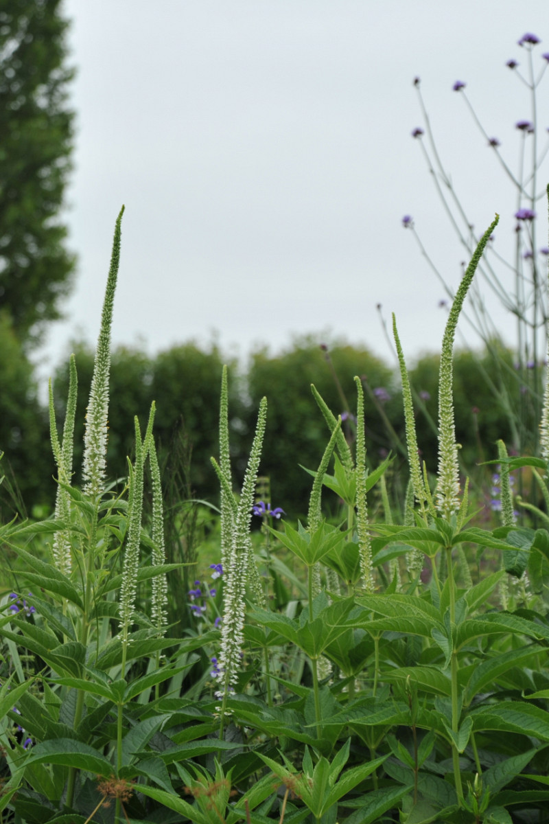 Perennial varieties | Future Plants