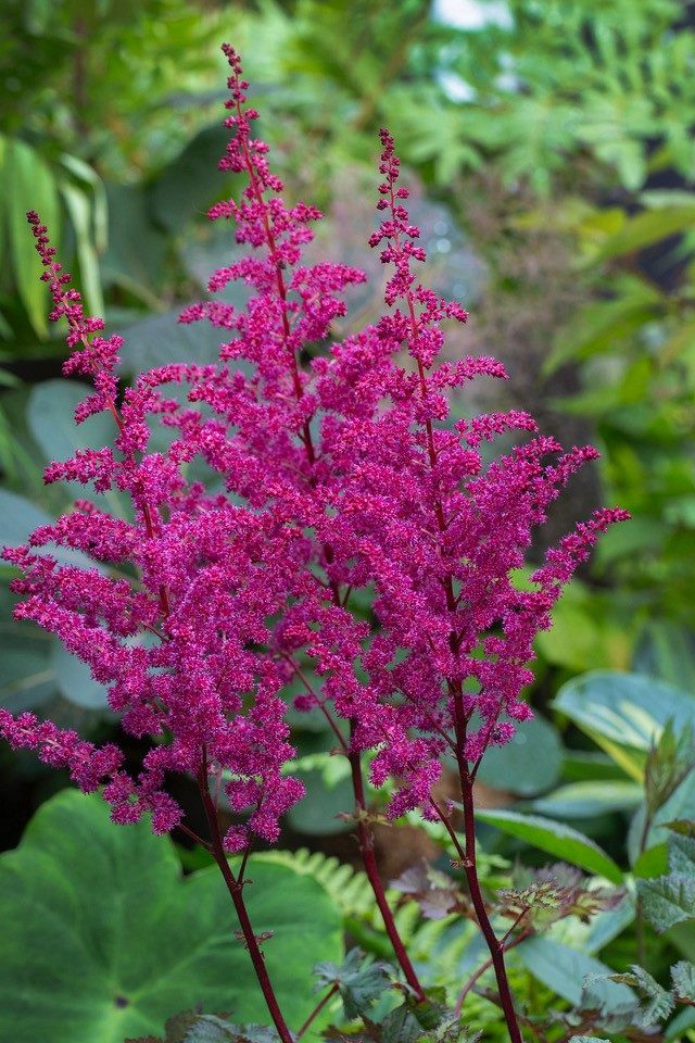 Perennial varieties | Future Plants