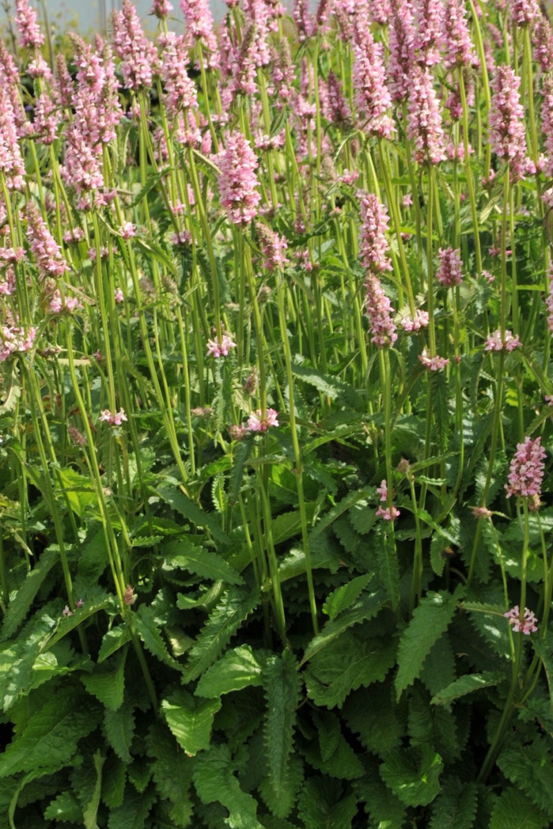 Perennial varieties | Future Plants