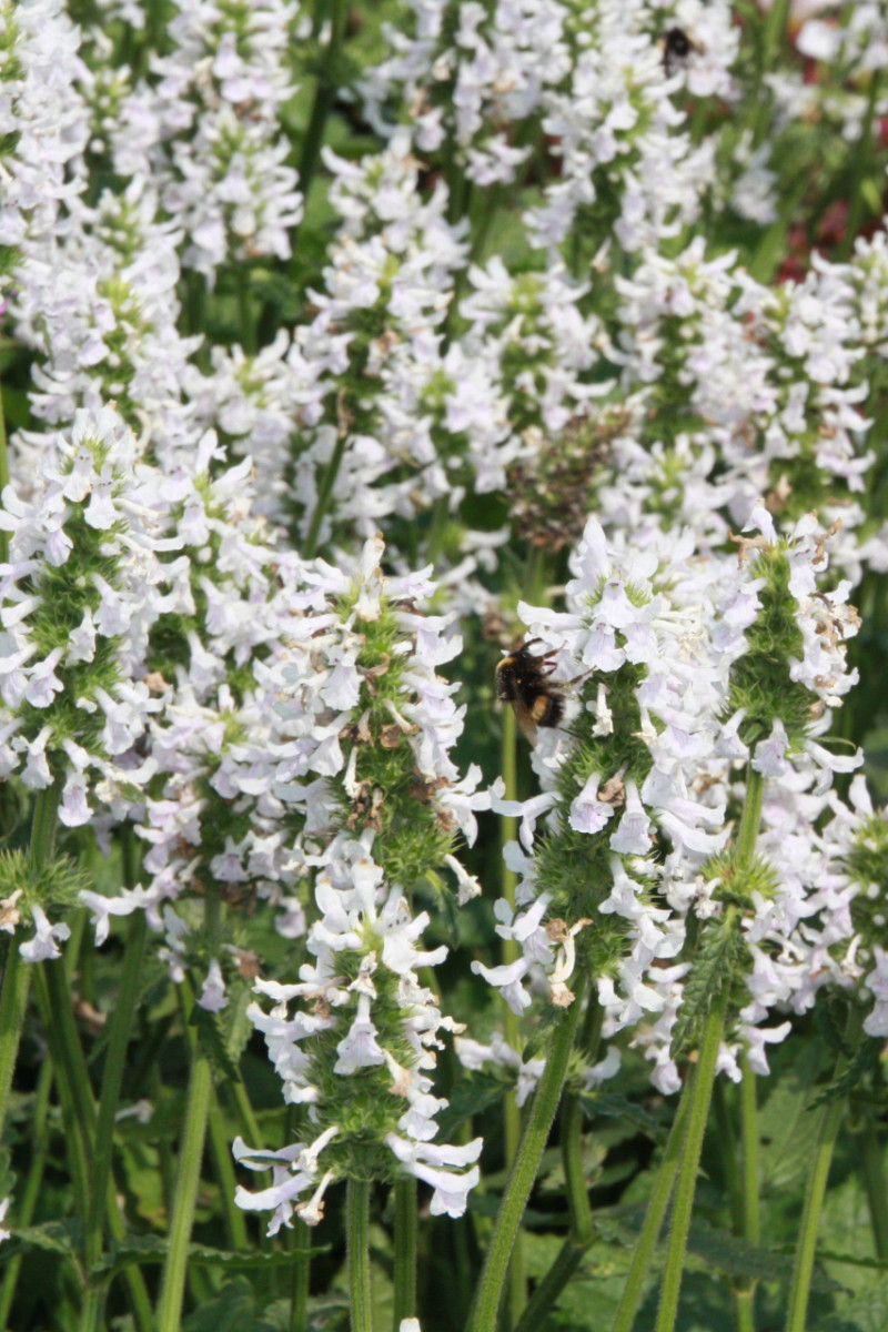 Perennial varieties | Future Plants