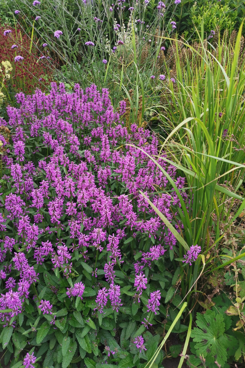 Perennial varieties | Future Plants