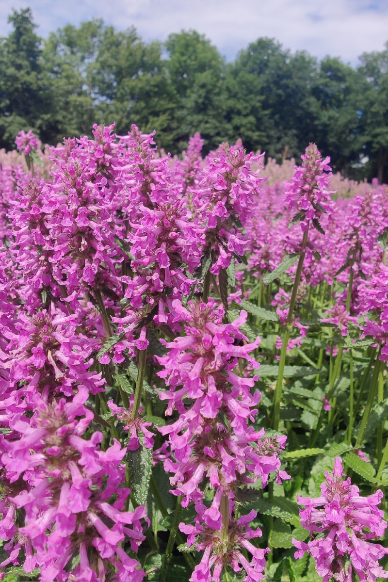 Perennial varieties | Future Plants