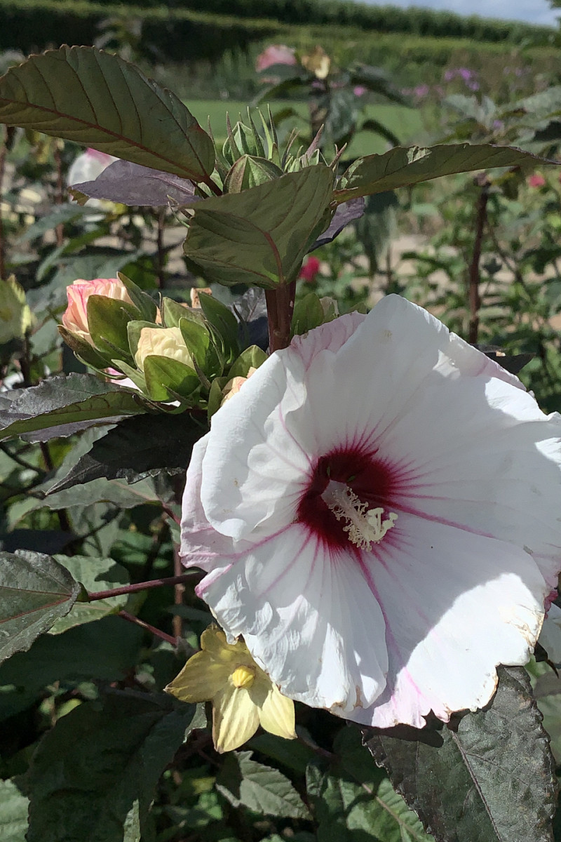 Perennial varieties | Future Plants