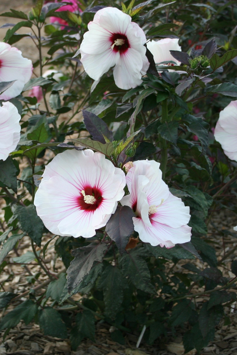 Perennial varieties | Future Plants