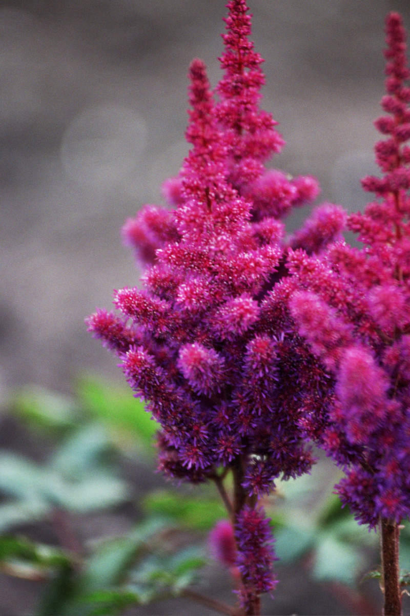 Perennial varieties | Future Plants