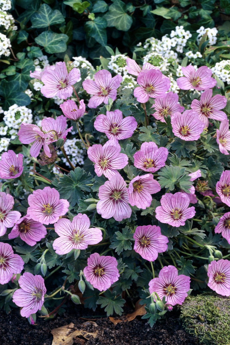 Perennial varieties | Future Plants