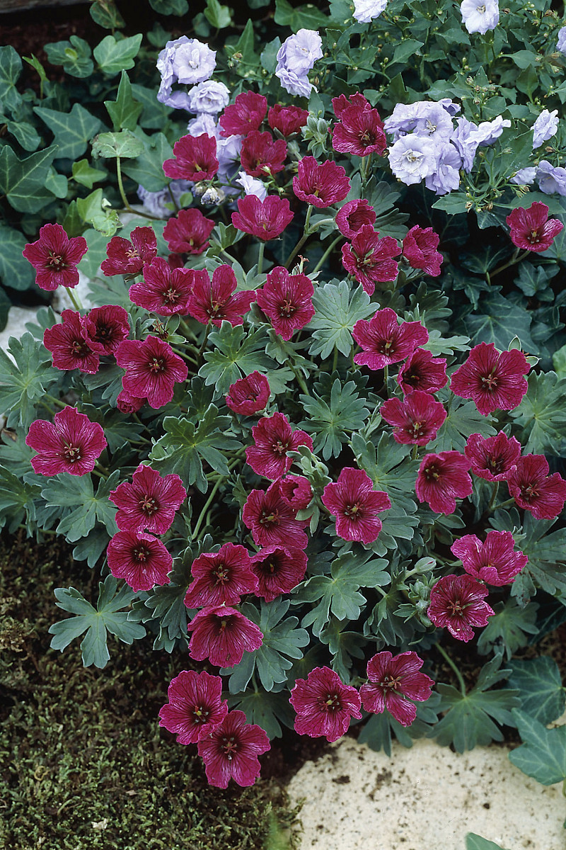 Perennial varieties | Future Plants