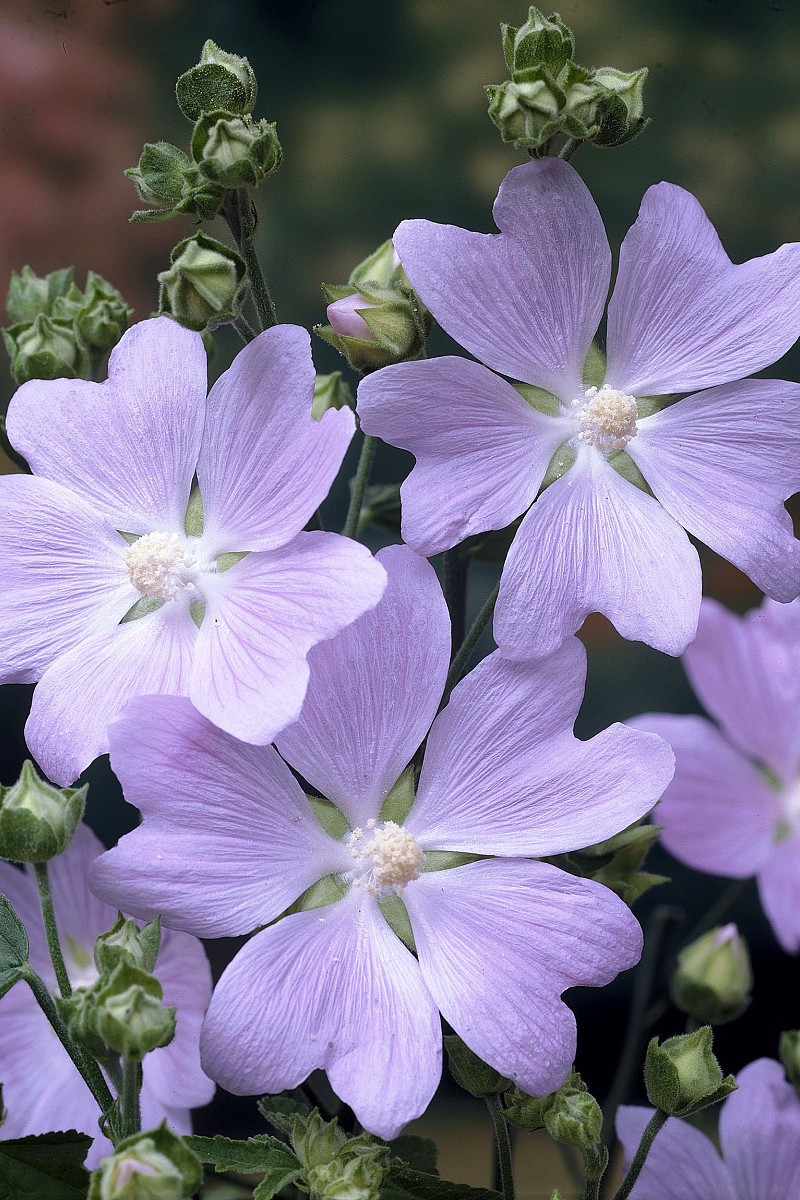 Perennial varieties | Future Plants