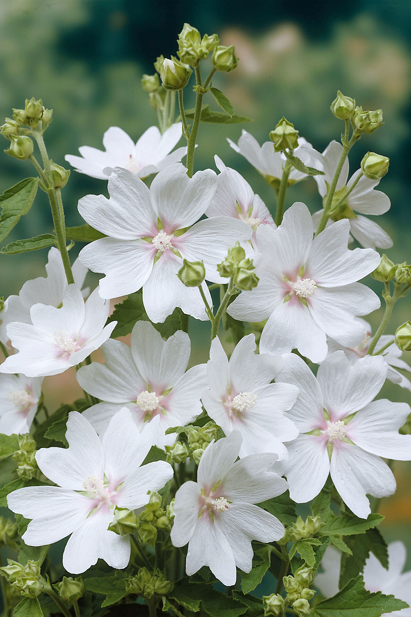 Perennial varieties | Future Plants