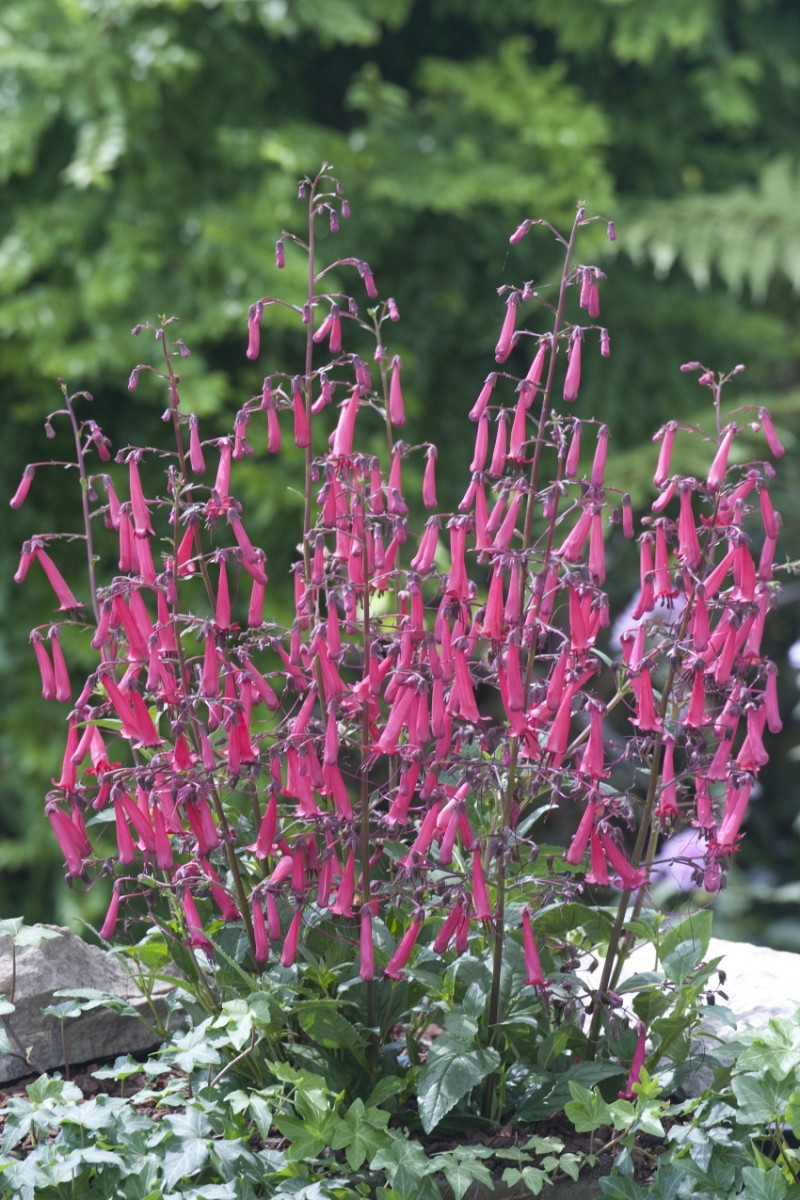 Perennial varieties | Future Plants