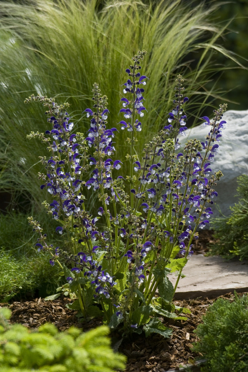 Perennial varieties | Future Plants