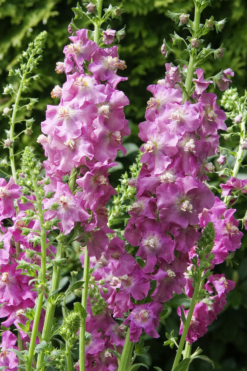 Perennial varieties | Future Plants