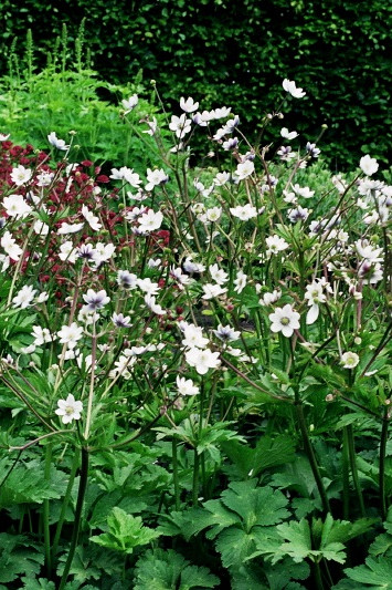 Perennial varieties | Future Plants