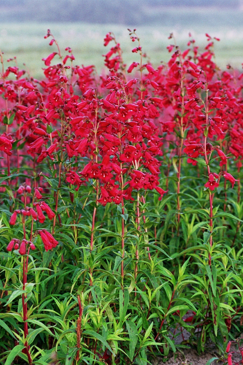 Perennial varieties | Future Plants