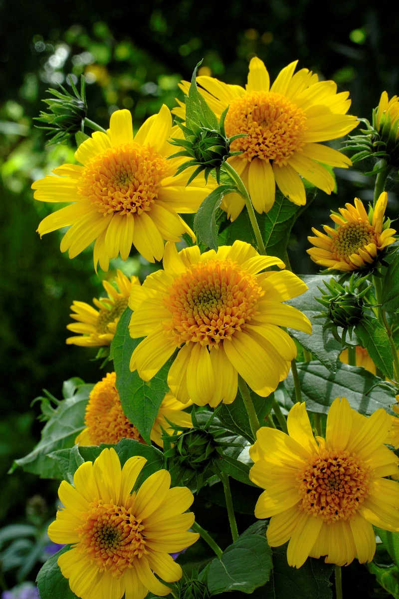 Perennial varieties | Future Plants